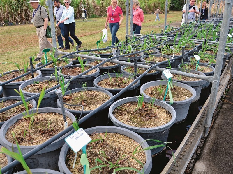 Sugar cane research in the heart of Meringa
