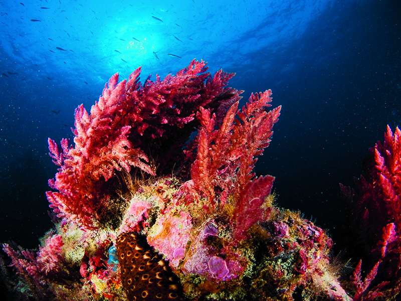 Siemens and CH4 Global reducing methane emissions with seaweed