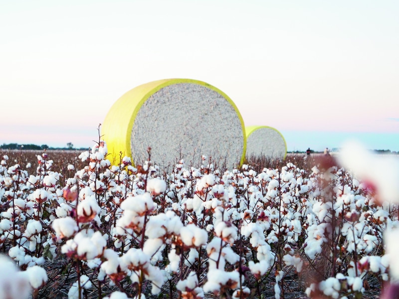 Tama wraps revolutionising cotton harvesting - Trade Farm Machinery