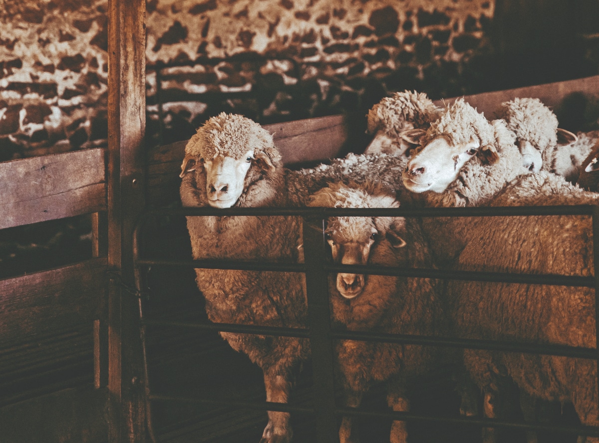 Bridgitte Brooks' dedication to the wool industry - Trade Farm Machinery