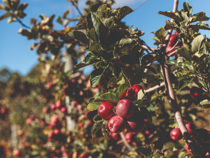 Spreyton Fresh's growth with Achmea Farm Insurance - Trade Farm Machinery