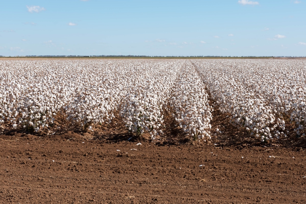 Queensland Future Cotton program announced - Trade Farm Machinery