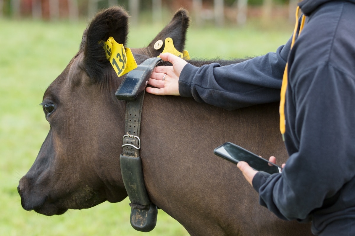 Victoria approves first virtual fencing product - Trade Farm Machinery