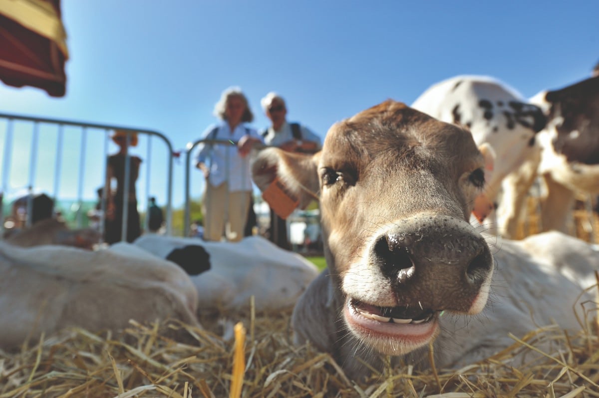 Grants program supports Victorian regional shows - Trade Farm Machinery