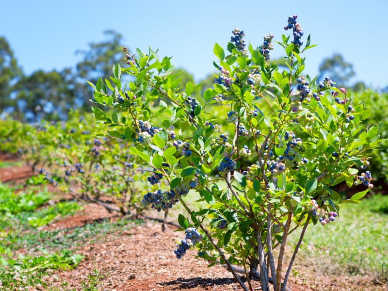 NSW unveils horticultural market access centre - Trade Farm Machinery