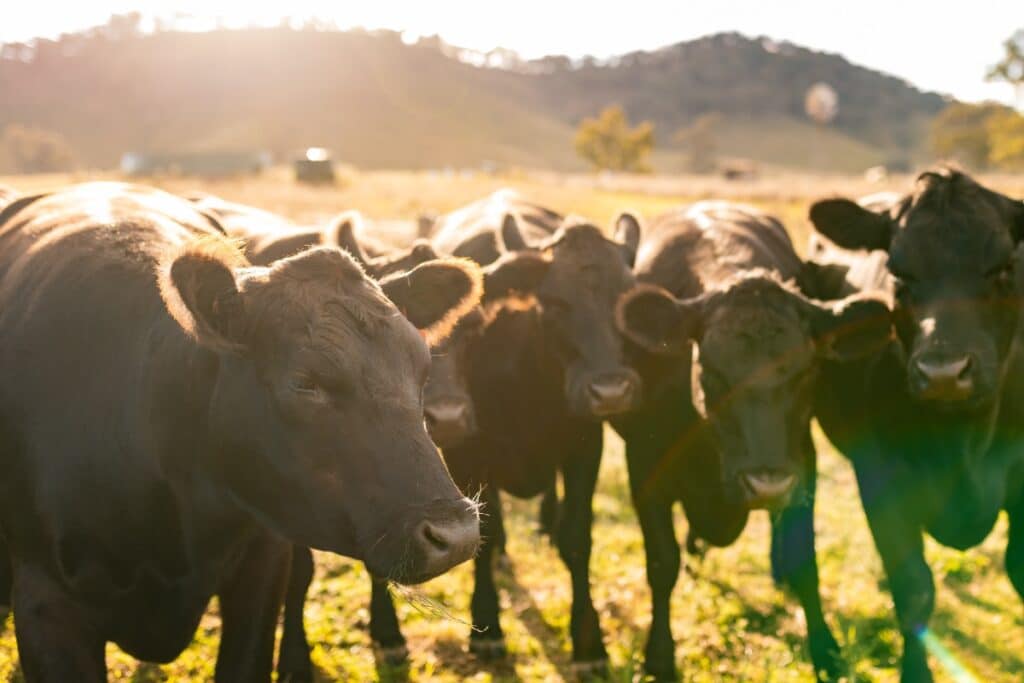 Research underway to combat cattle tick and buffalo fly - Trade Farm ...