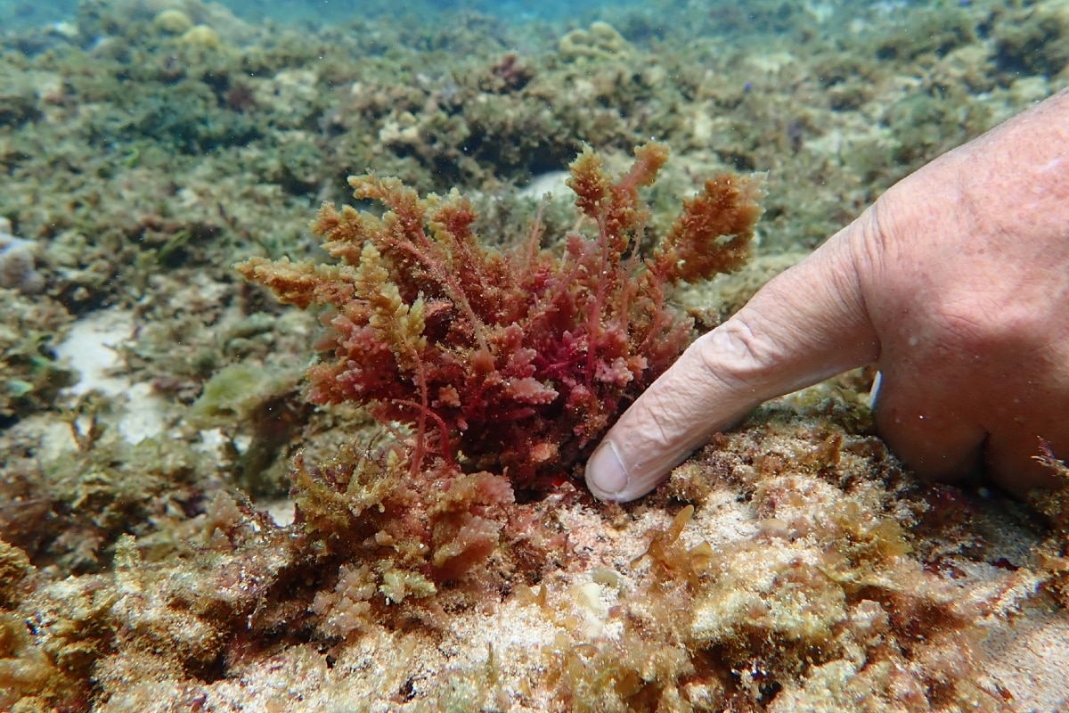 Grazing cattle benefit from seaweed trial - Trade Farm Machinery